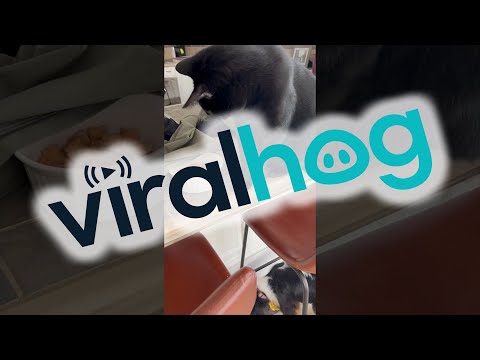 Cat Is Accomplice in Dog's Crime || ViralHog