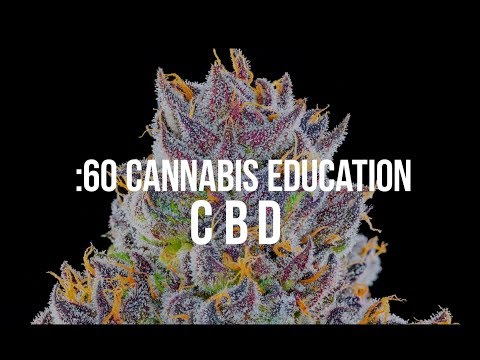 :60 Cannabis Education - CBD