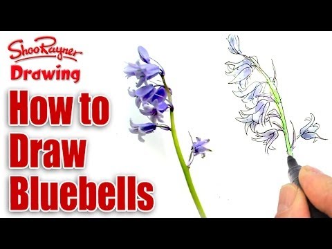 Learn to draw beautiful bluebells. – Shoo Rayner