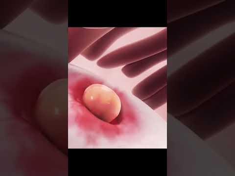 Ovulation & Implantation process #pregnancy #pregnancycare #shorts
