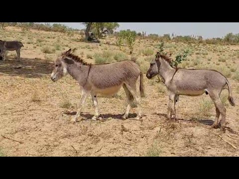 donkey mating full video π·