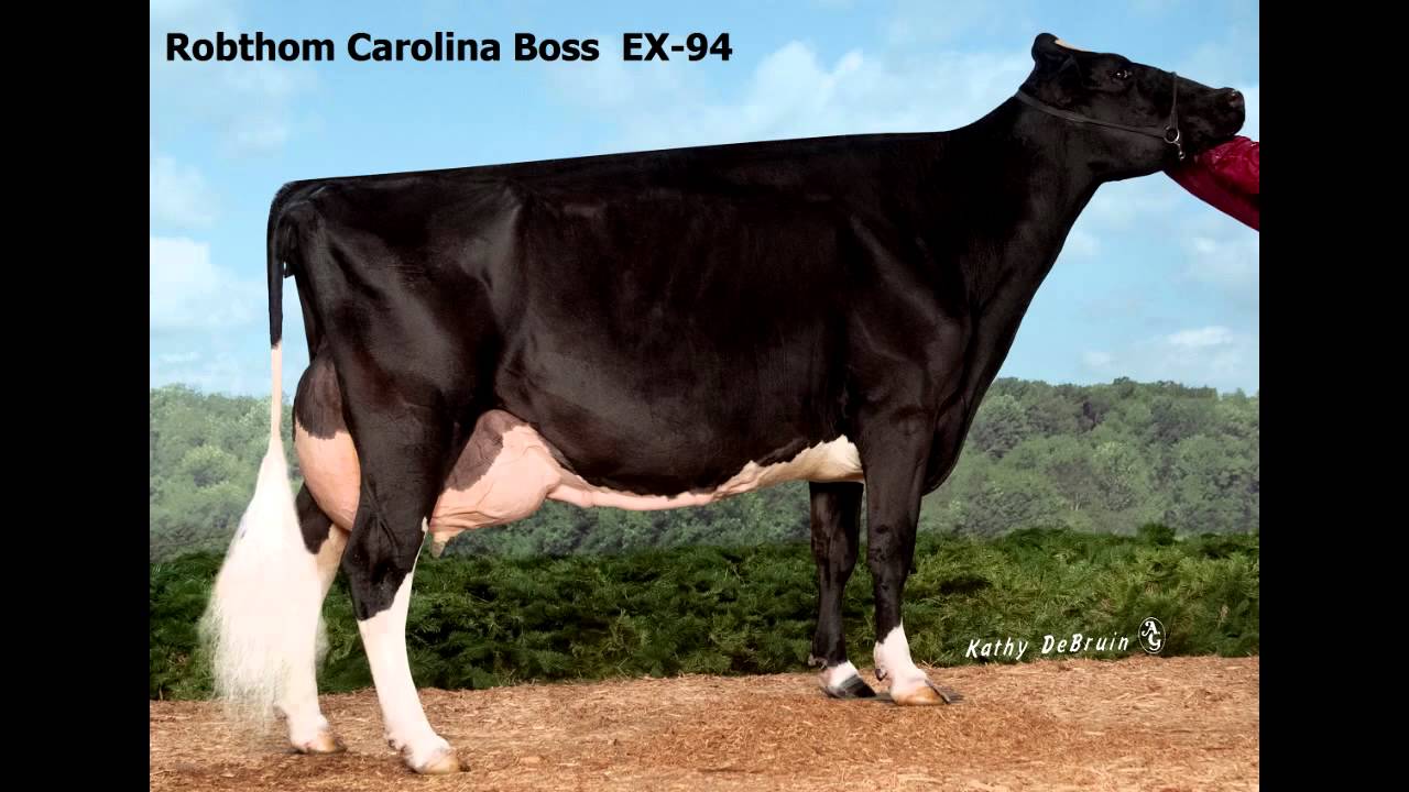 2014 Elite Breeder
