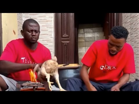 Funny Videos