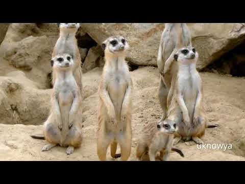 How Animals and Plants survive in Deserts | Deserts | Animals | Plants | Survive |