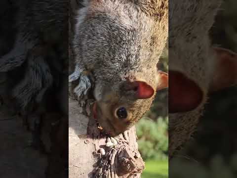 7 Crazy Facts About Squirrels You Didn’t Know!
