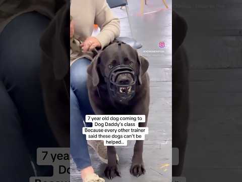 Angry Labrador Transformation With The Dog Daddy