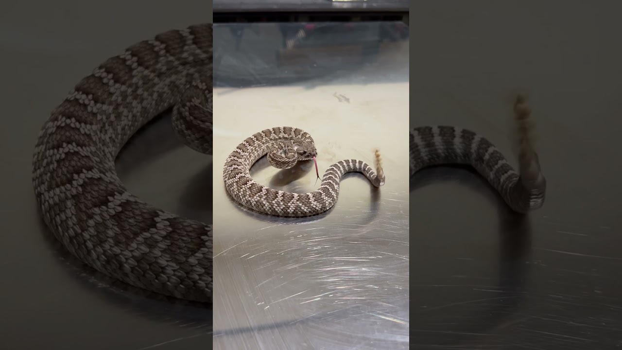 What Does A Rattlesnakes Rattle Sound Like? 🔊🐍#venomous #rattlesnake #pet