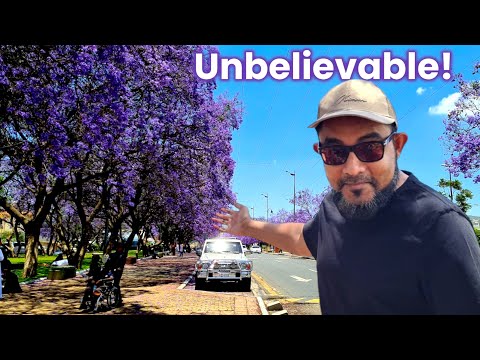 Is this Saudi Arabia ? Mangos and Jacaranda Trees