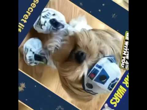 May the 4th - Star Wars Day - R2D2 - Dod in R2D2 costume- The secret life of Jax