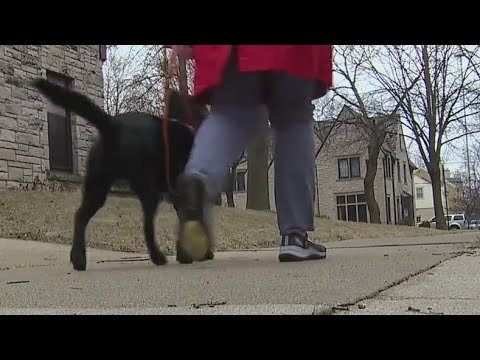 Women denied by Uber, Lyft over service dogs | FOX6 News Milwaukee