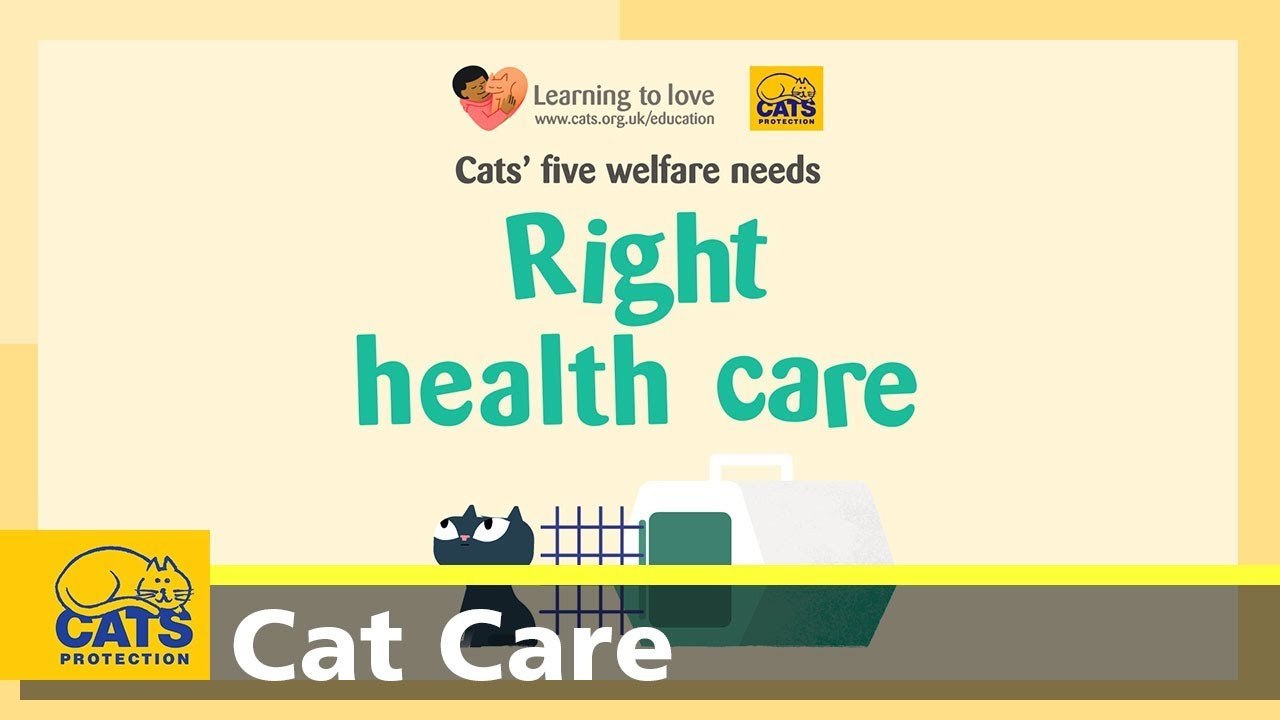 The five welfare needs for cats: right vet care - cats for kids