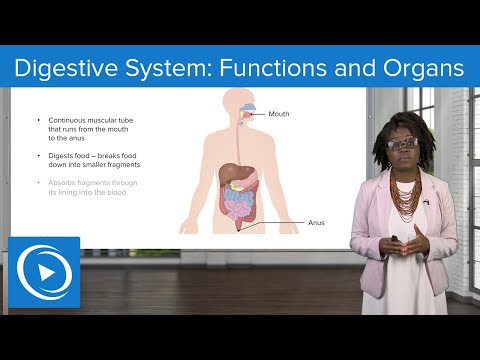 Digestive System: Functions and Organs – Physiology| Lecturio Nursing