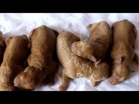 Red Australian Labradoodle puppies 3 days old!