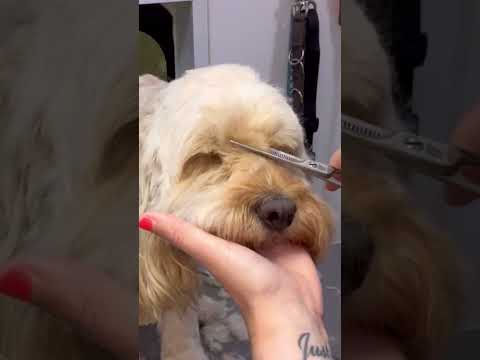 How to trim dogs eyes #lovemud #doggrooming #doggroomingforbeginners #cockapoo #shortsvideo #dogs