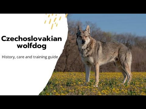 Czechoslovakian Wolfdog Breed Characteristics & Care