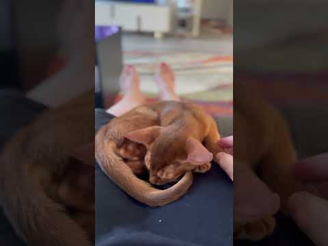 Letβs see how far he can go πΉ#abyssinian #cat #funnyanimals #funnycats #shots #abycuties #aby