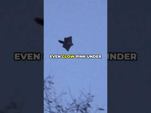 7 mind-blowing facts about flying squirrels