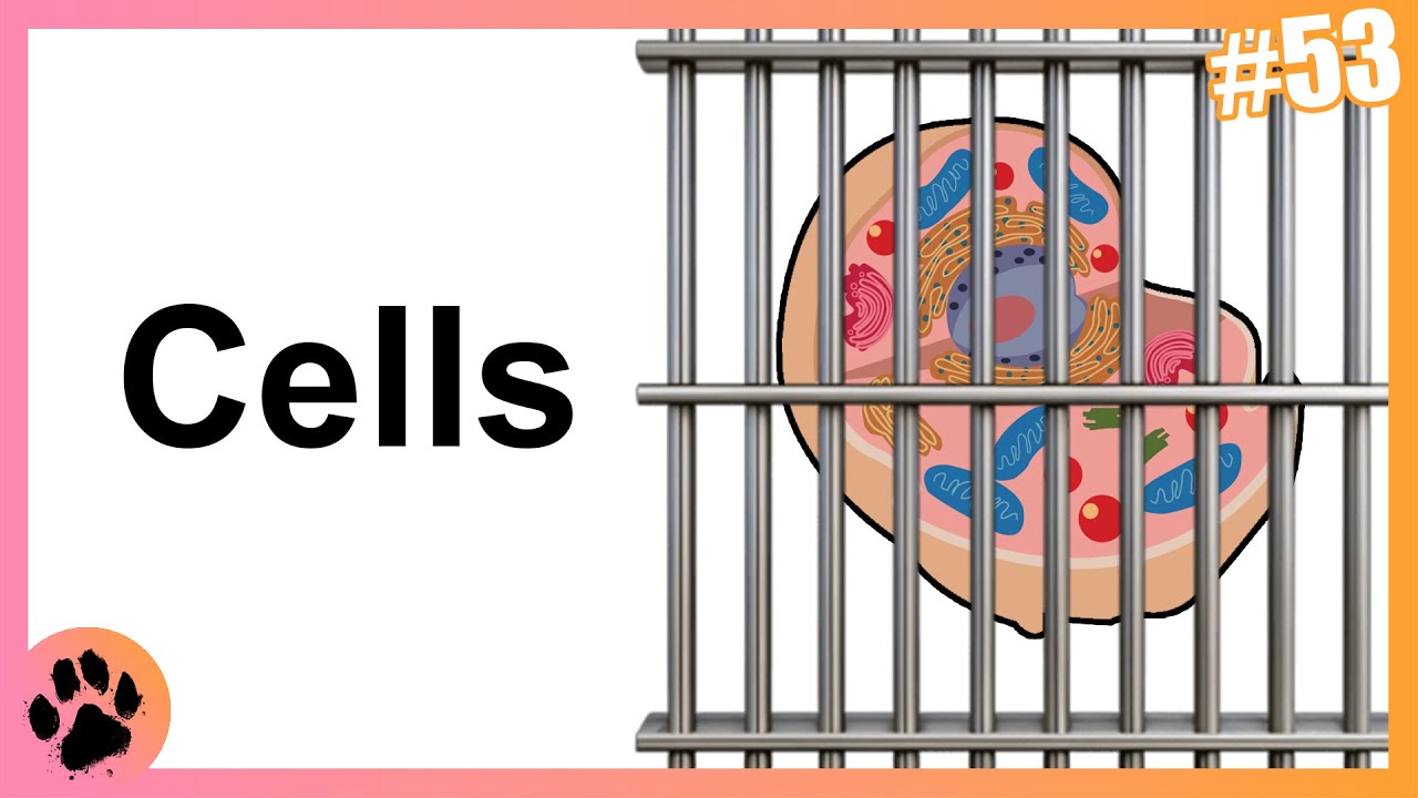 A Bit About: Cells