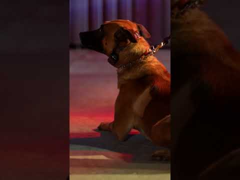 On The Beat: Western Division - Stolen Vehicle #Shorts