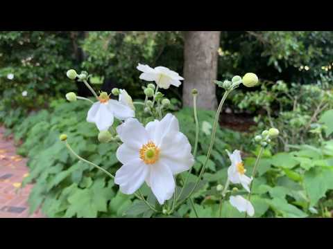 Anemone x hybrida 'Honorine Joubert' (Japanese Anemone) - EASY BEGINNER PLANT / LATE SEASON FLOWERS