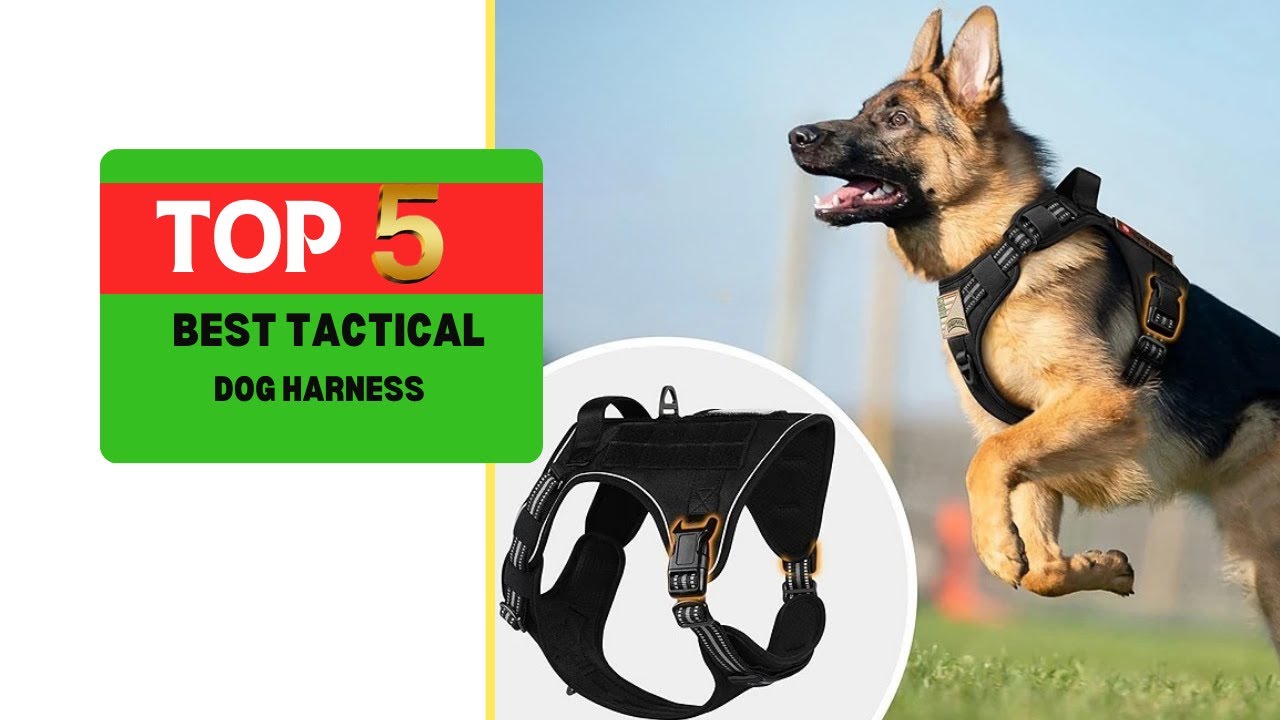 Best Tactical Dog Harnesses Reviewed: Which One is Right for Your Pup?