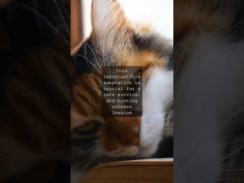 Feline Frenzy Uncovering the Fascinating Anatomy of Our Furry FriendsAs cat lovers were...