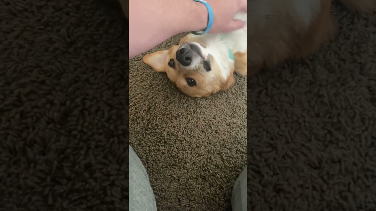She wants Belly Rubs to last forever #corgi #pets #cute #dog #puppy #shorts #infinity