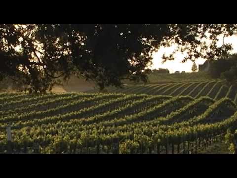 Behind the Vine