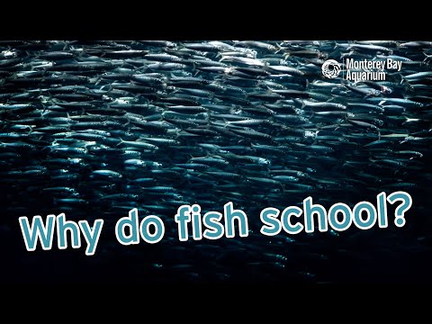 Why do fish school? | Getting (fish) schooled with animal care specialist Ray