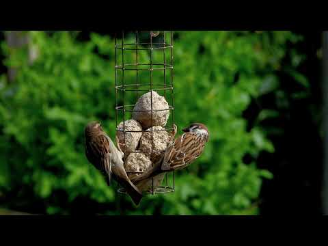 Tree Sparrow and House Sparrow comparison