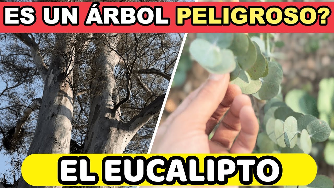 EUCALYPTUS: Dangerous or Miraculous Tree? Discover the Truth!