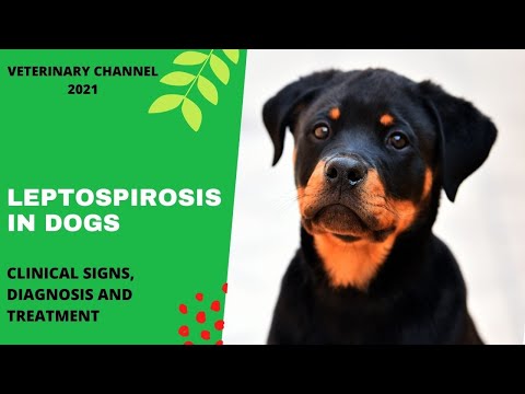 Zoonotic Disease: Clinical Signs, Diagnosis And Treatment Of Leptospirosis In Dogs