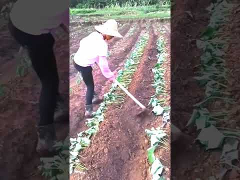 Snart Farmers Sweet Potato Farming #satisfying #shot