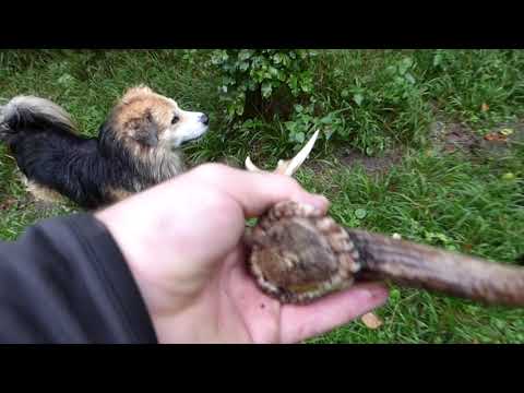 Na ruji sa pošťastil zhod, shed hunting