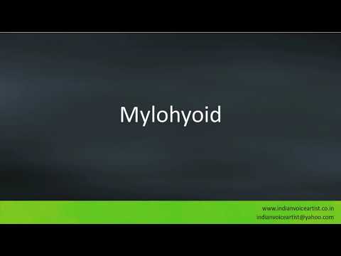 Pronunciation of the word(s) "Mylohyoid".