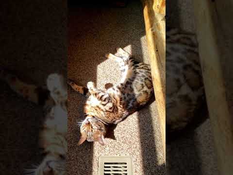 Bengal cat responds to her name😁😻