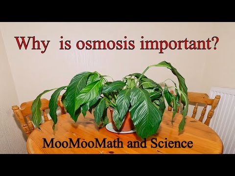 Why is osmosis important ?