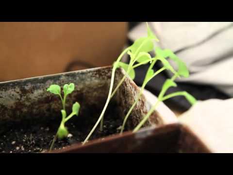 Lápis que se transforma em brotos de tomate | Spyratus Digital