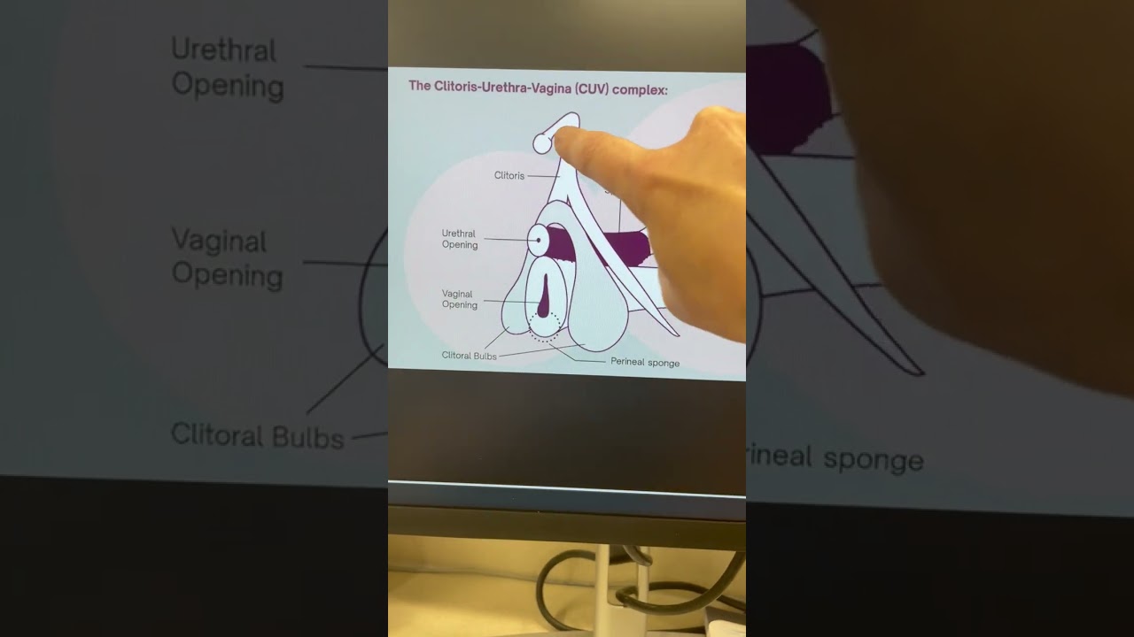Anatomy of the Vagina & Clitoris