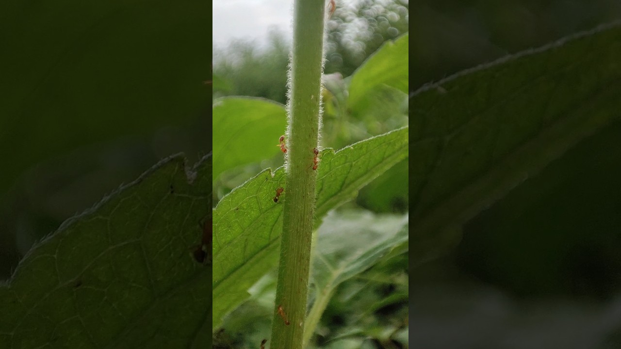 Fire Ants! Beware! Don't Try This At Home#fireants #shorts #dangerous #nature #shorts