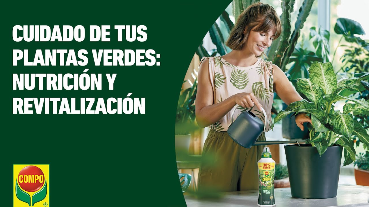 Caring for your green plants: nutrition and revitalization