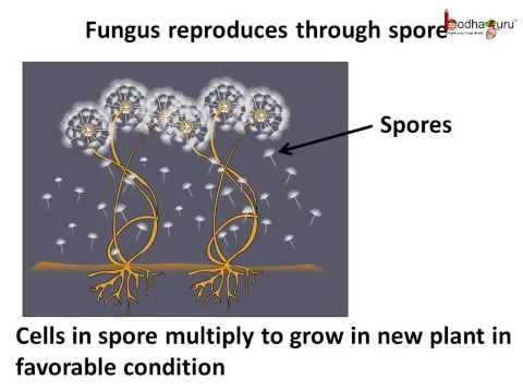 Budding, Fragmentation, Spore Formation and Vegetative Reproduction ...