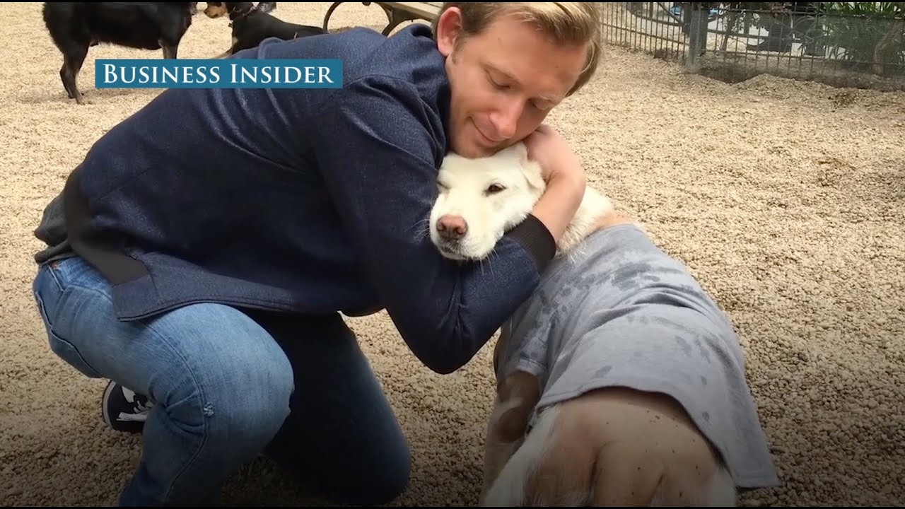 How to know if your dog hates hugs