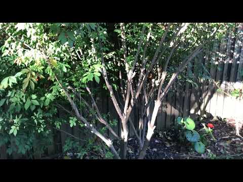 Pruning a Burning Bush (Euonymus Alatus) into a tree.