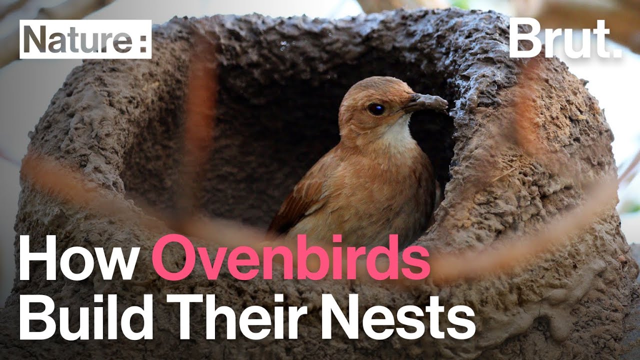 How Ovenbirds Build Their Nests