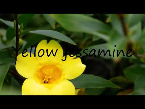 How to Pronounce Yellow jessamine?