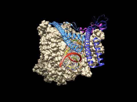 Making RNA from RNA