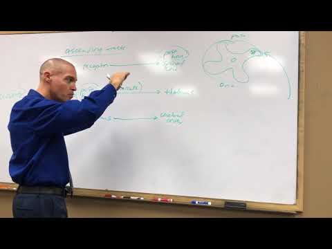 Nervous System Sensory and Motor Pathways Explained