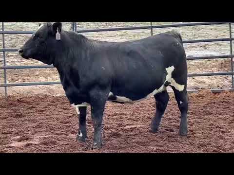 "Maintainer" - J&J Cattle Co