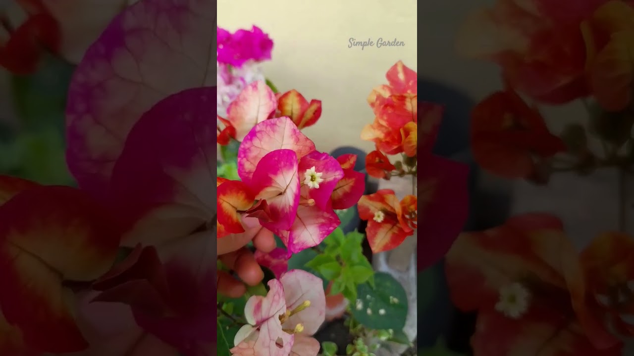 Bougainvillea : Citra India vs Citra Monduring